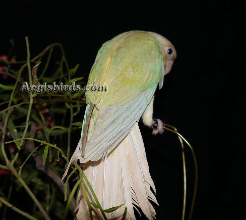 Mutation Greencheeks